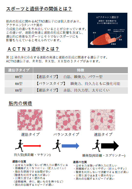 スポーツ遺伝子検査のACTN3(筋繊維)について | ブログ | 遺伝子検査キットの販売店｜業務用・スポーツに特化したキットなら ...